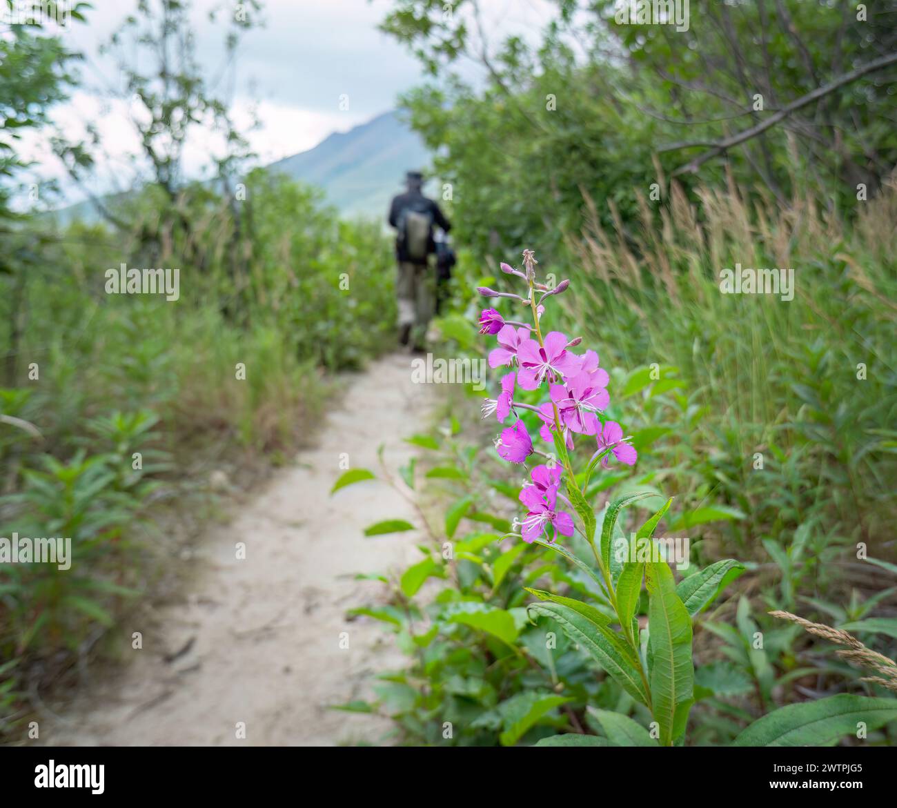 Fireweed flowers on the side of the trail at Valley of Ten Thousand ...