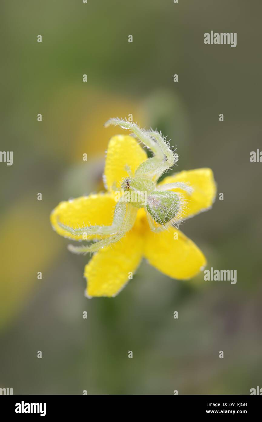 Tirangel crab spider (Heriaeus graminicola), crab spider on a flower of ...