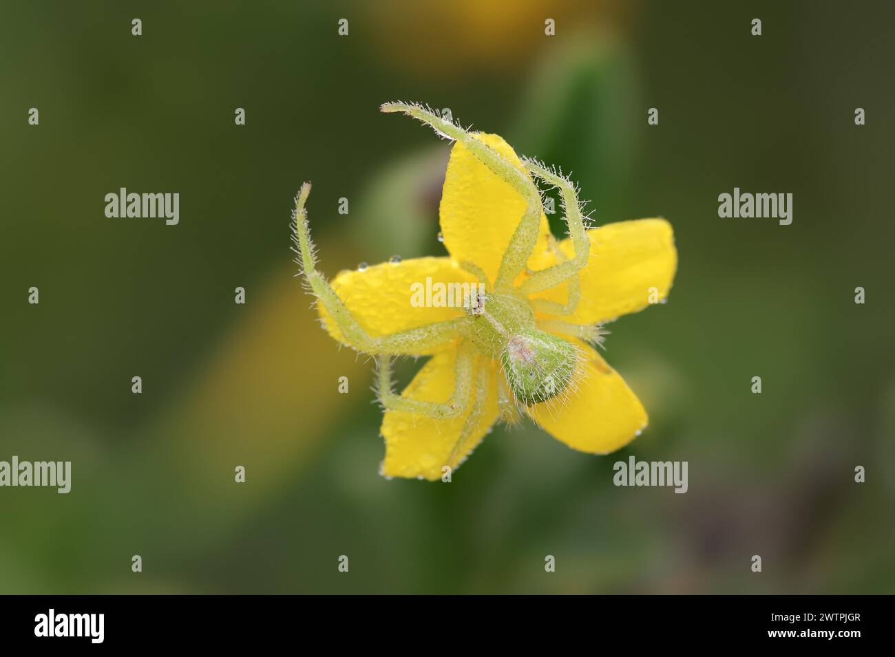 Tirangel crab spider (Heriaeus graminicola), crab spider on a flower of ...