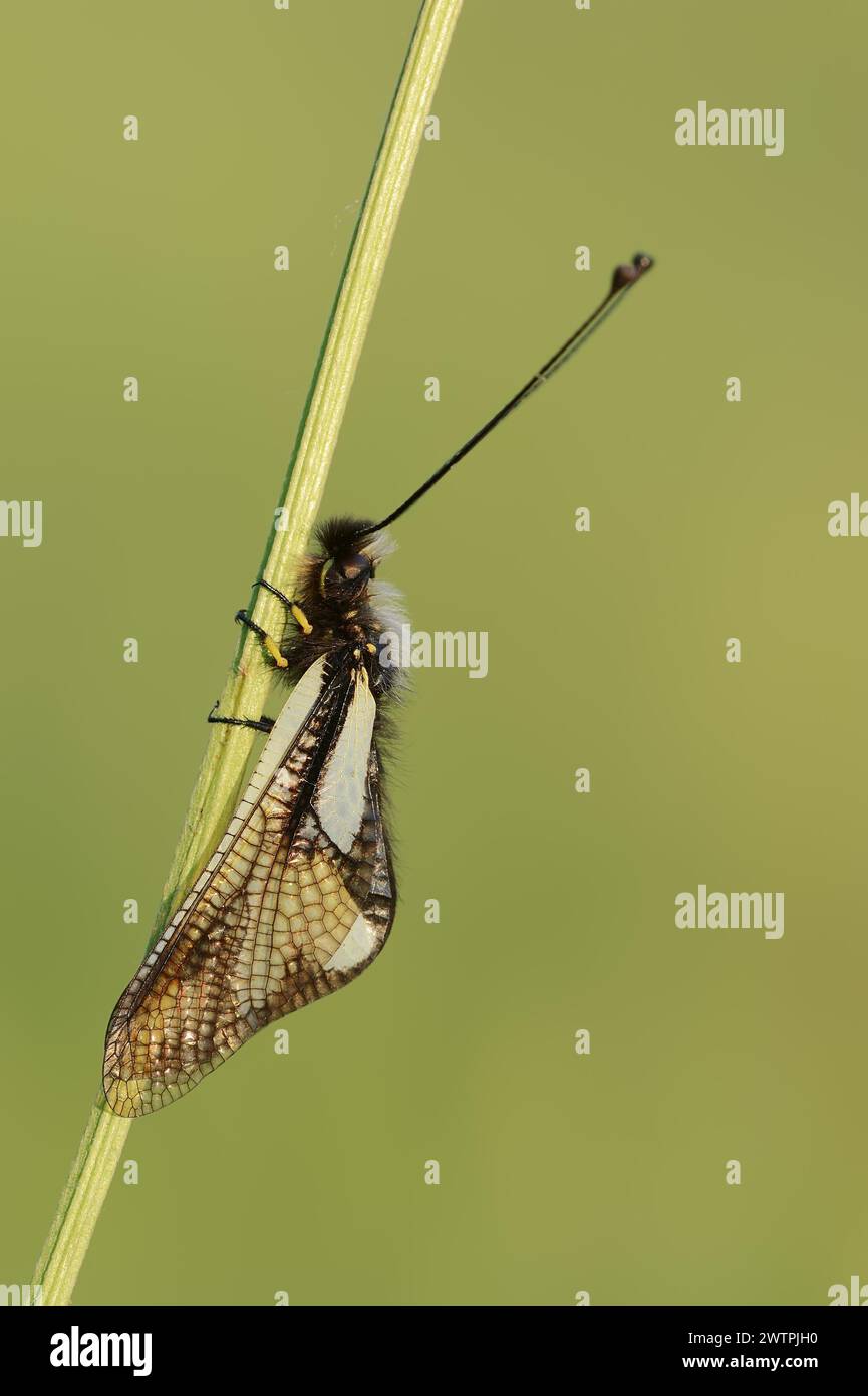 Butterflyfish (Libelloides lacteus, Libelloides ottomanus), Provence ...