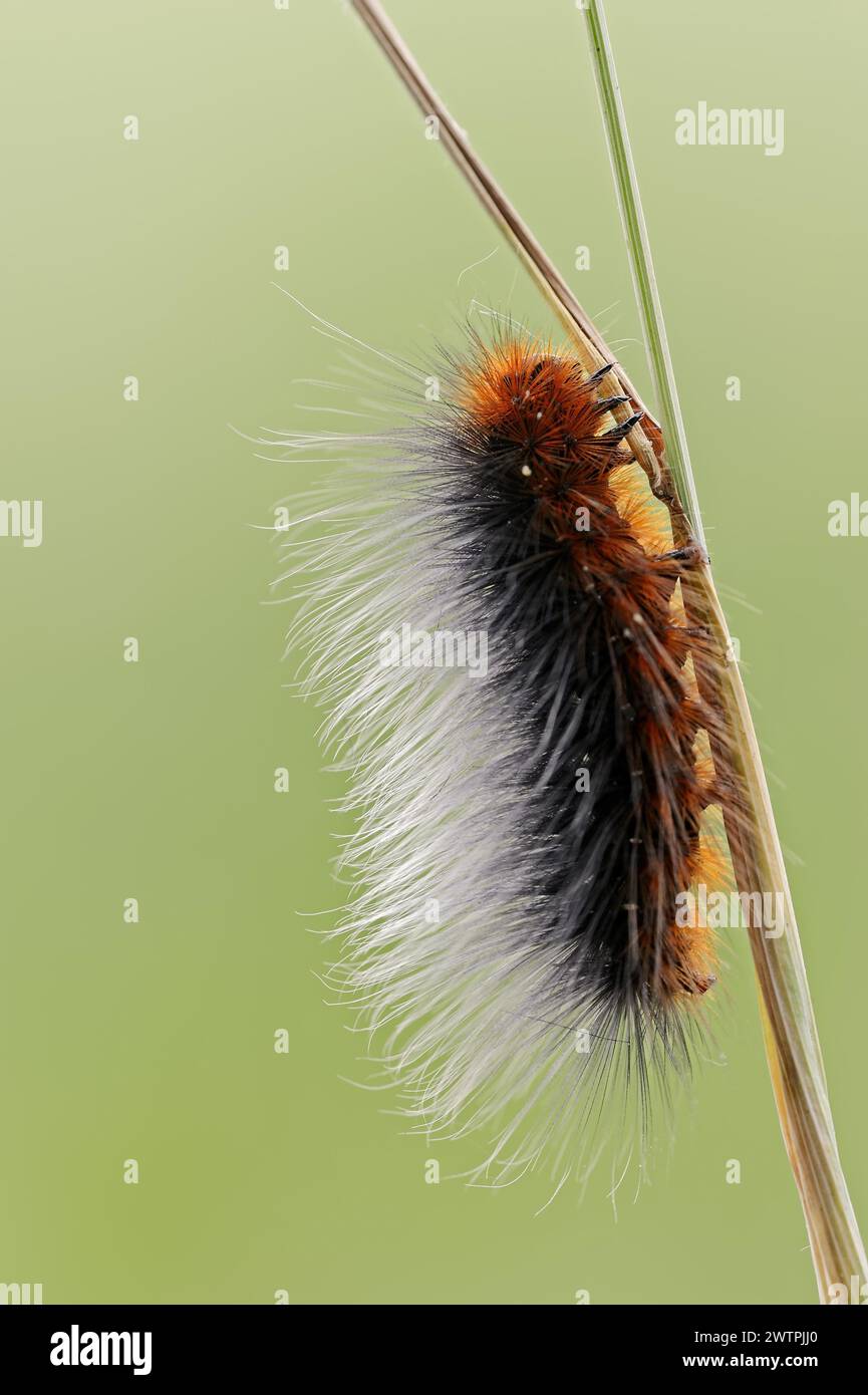 Garden tiger moth (Arctia caja), caterpillar, North Rhine-Westphalia ...