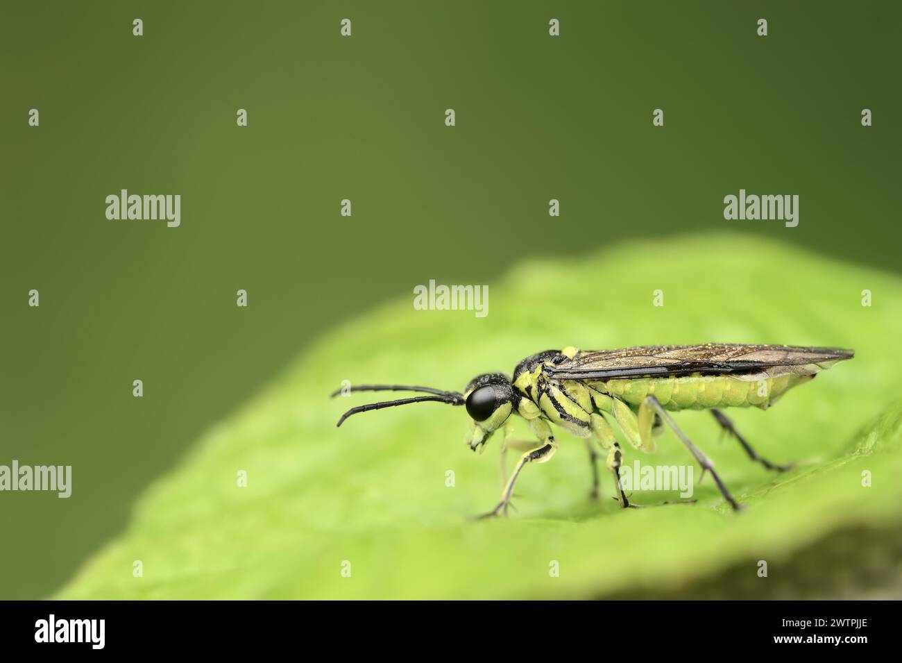 Leaf wasp (Tenthredo mesomela), North Rhine-Westphalia, Germany Stock ...