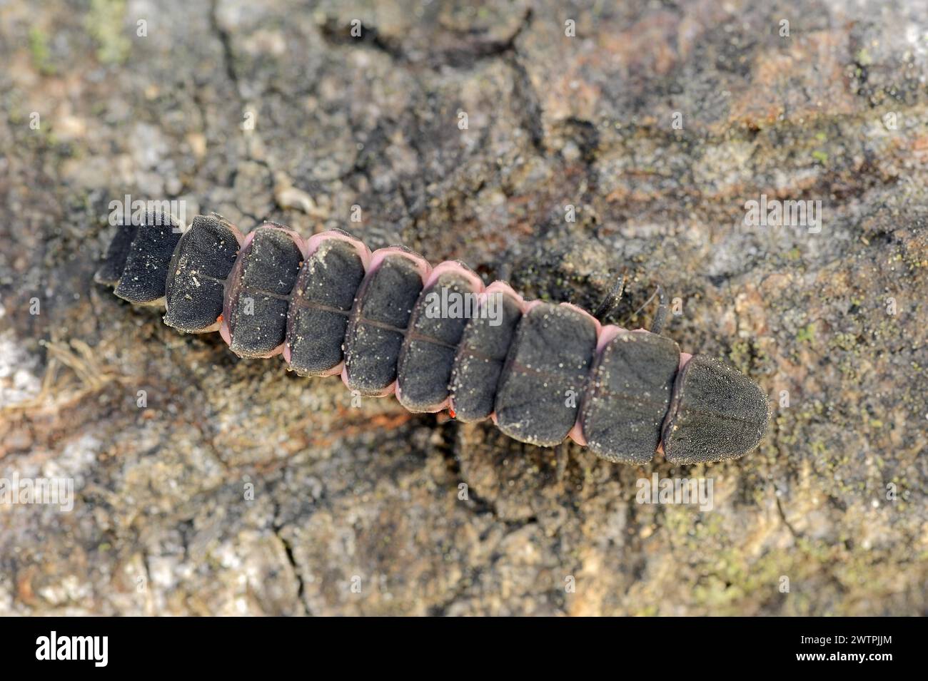 Common glow-worm (Lampyris noctiluca), larva, Provence, southern France ...