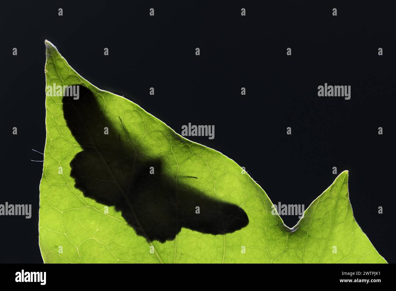 Ash-grey moth (Hypomecis punctinalis), male on a leaf in backlight ...