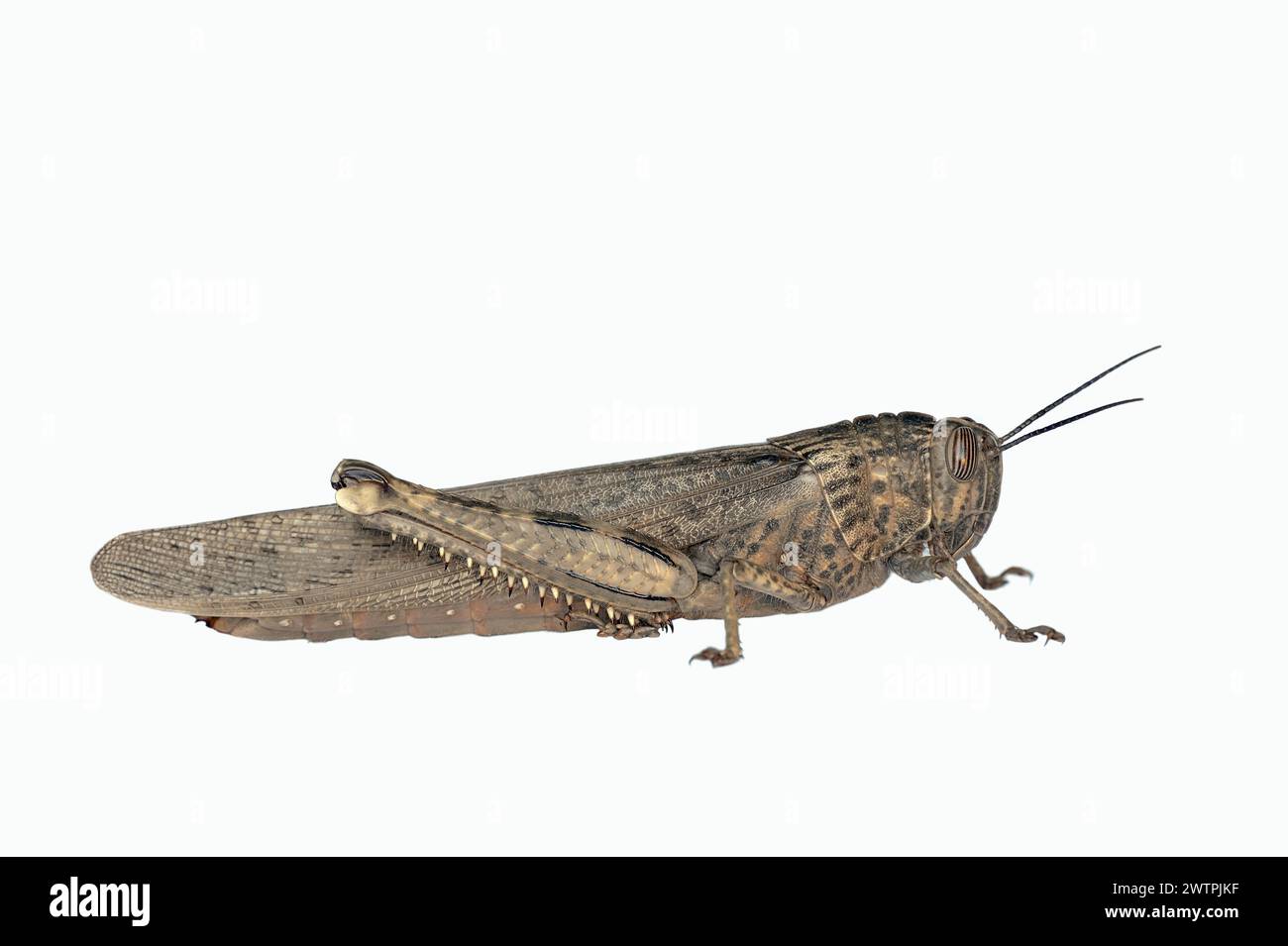 Egyptian locust anacridium Cut Out Stock Images & Pictures - Alamy