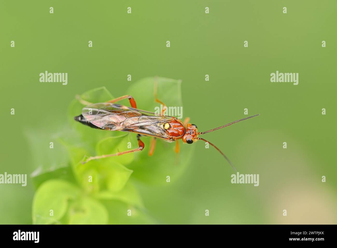 Leaf wasp (Tenthredopsis spec.), North Rhine-Westphalia, Germany Stock ...
