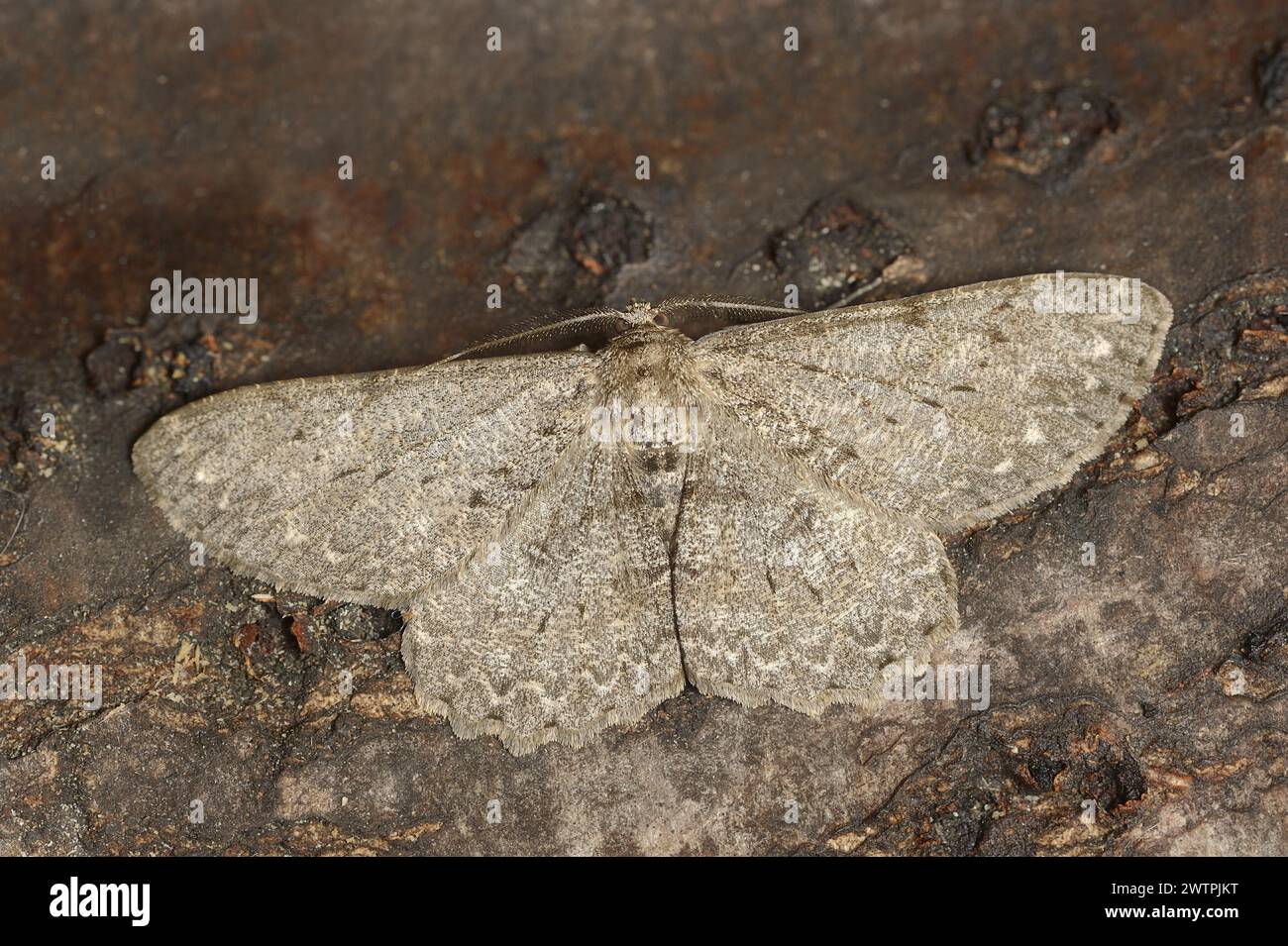 Ash-grey moth (Hypomecis punctinalis), male, moth, North Rhine ...