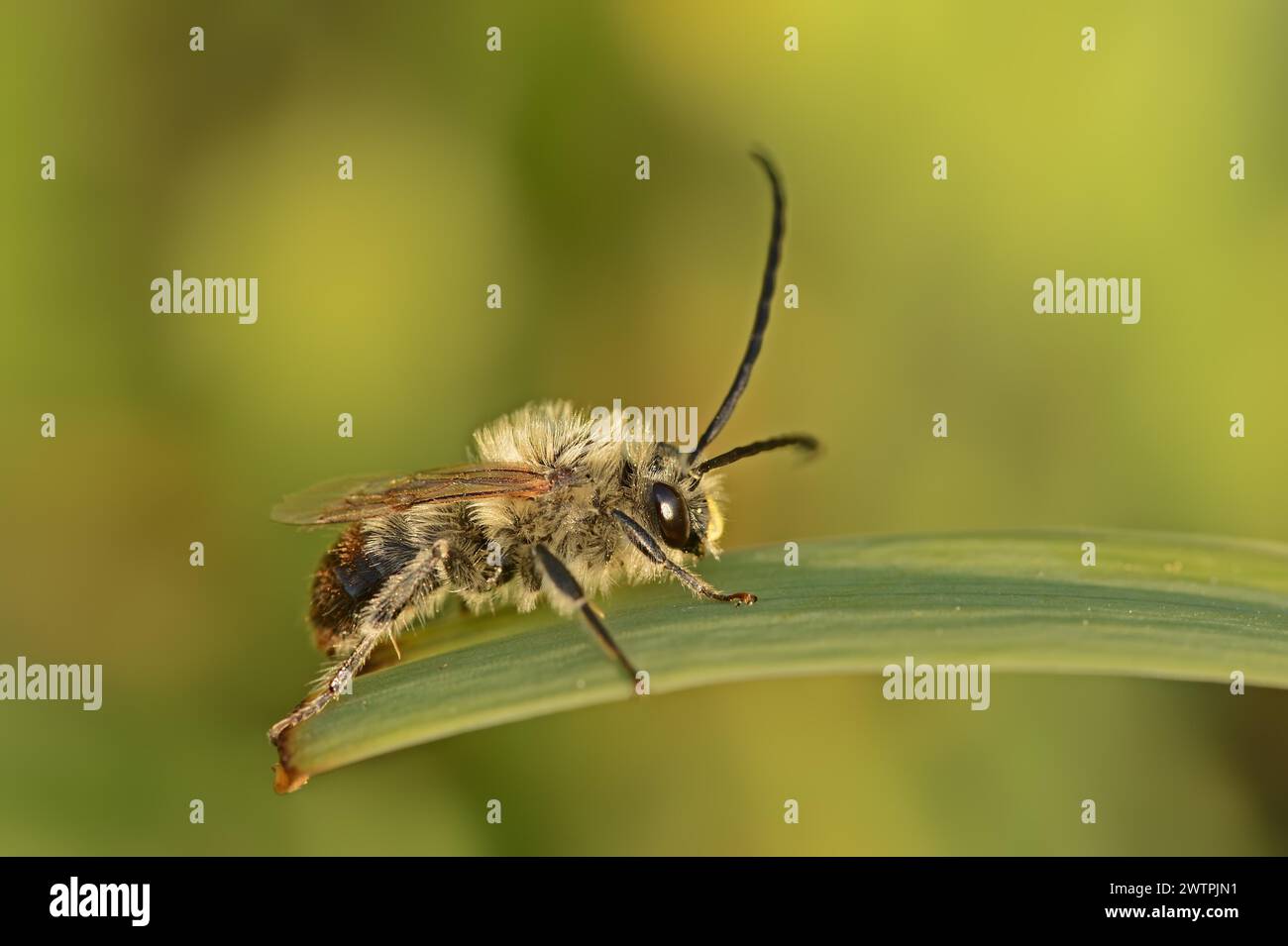 Long horned bee europe hi-res stock photography and images - Alamy