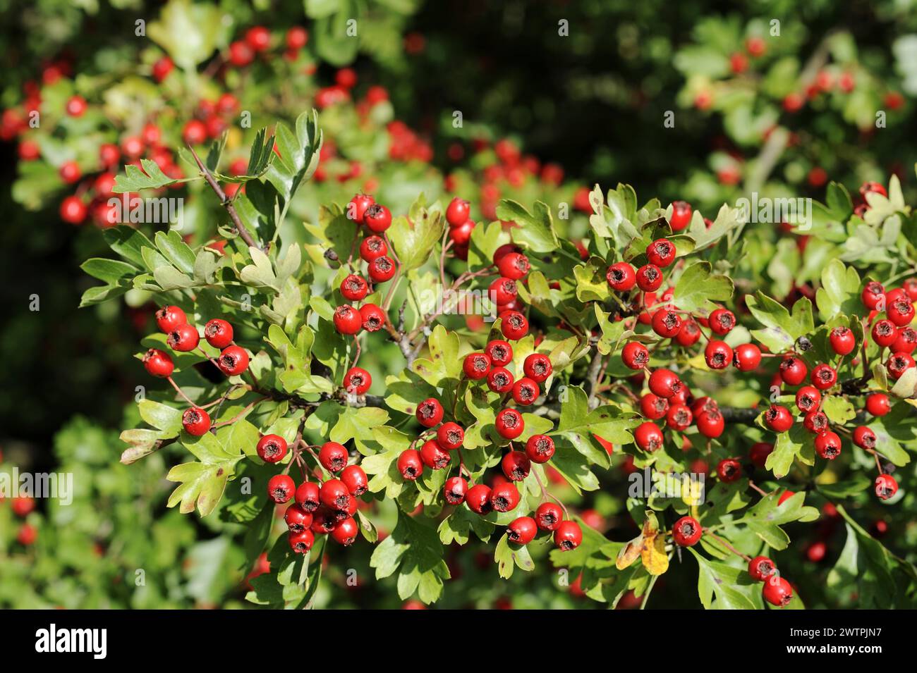 Hawthorn (Crataegus monogyna) with fruit, North Rhine-Westphalia ...