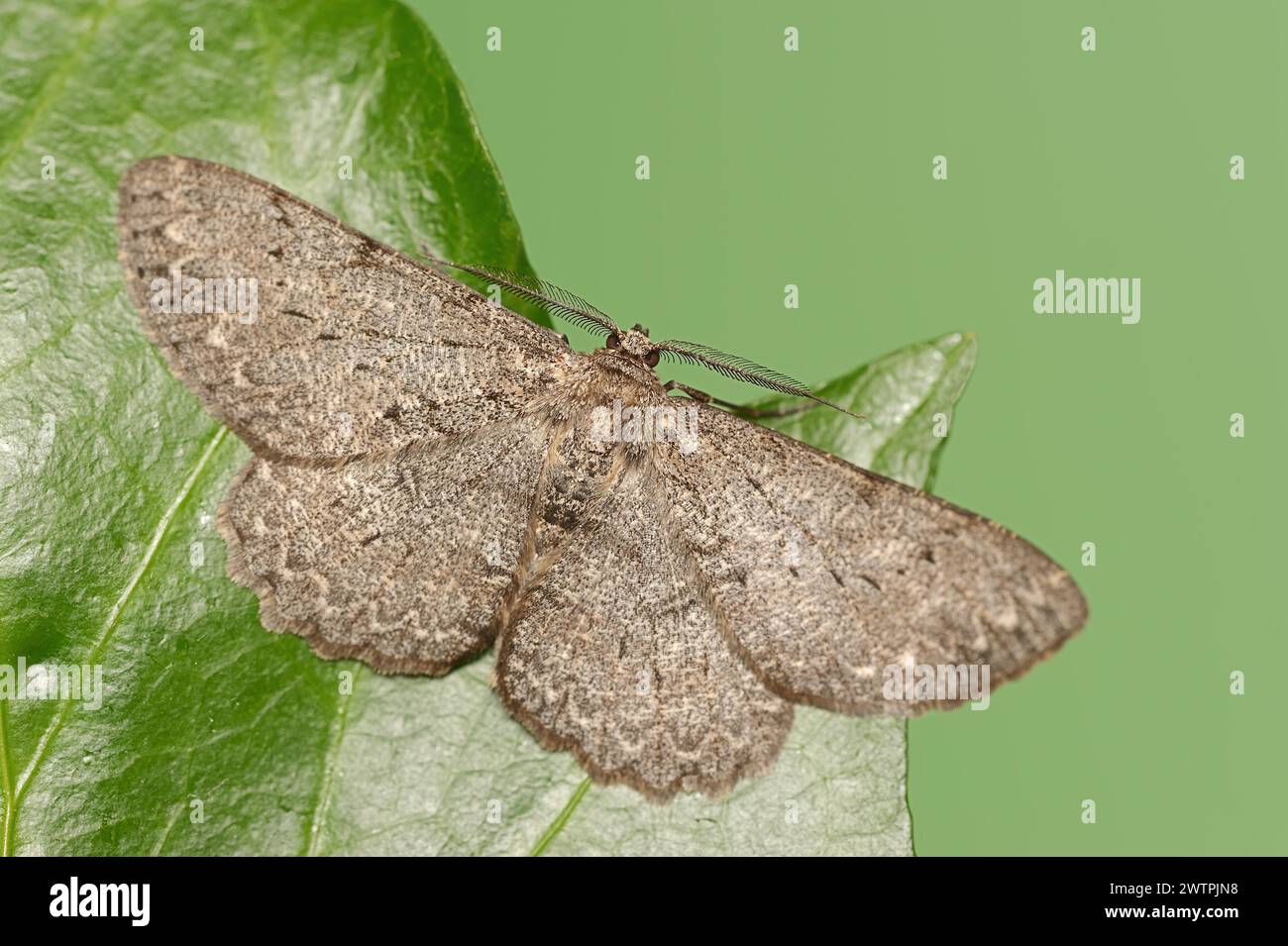 Ash-grey moth (Hypomecis punctinalis), male, moth, North Rhine ...