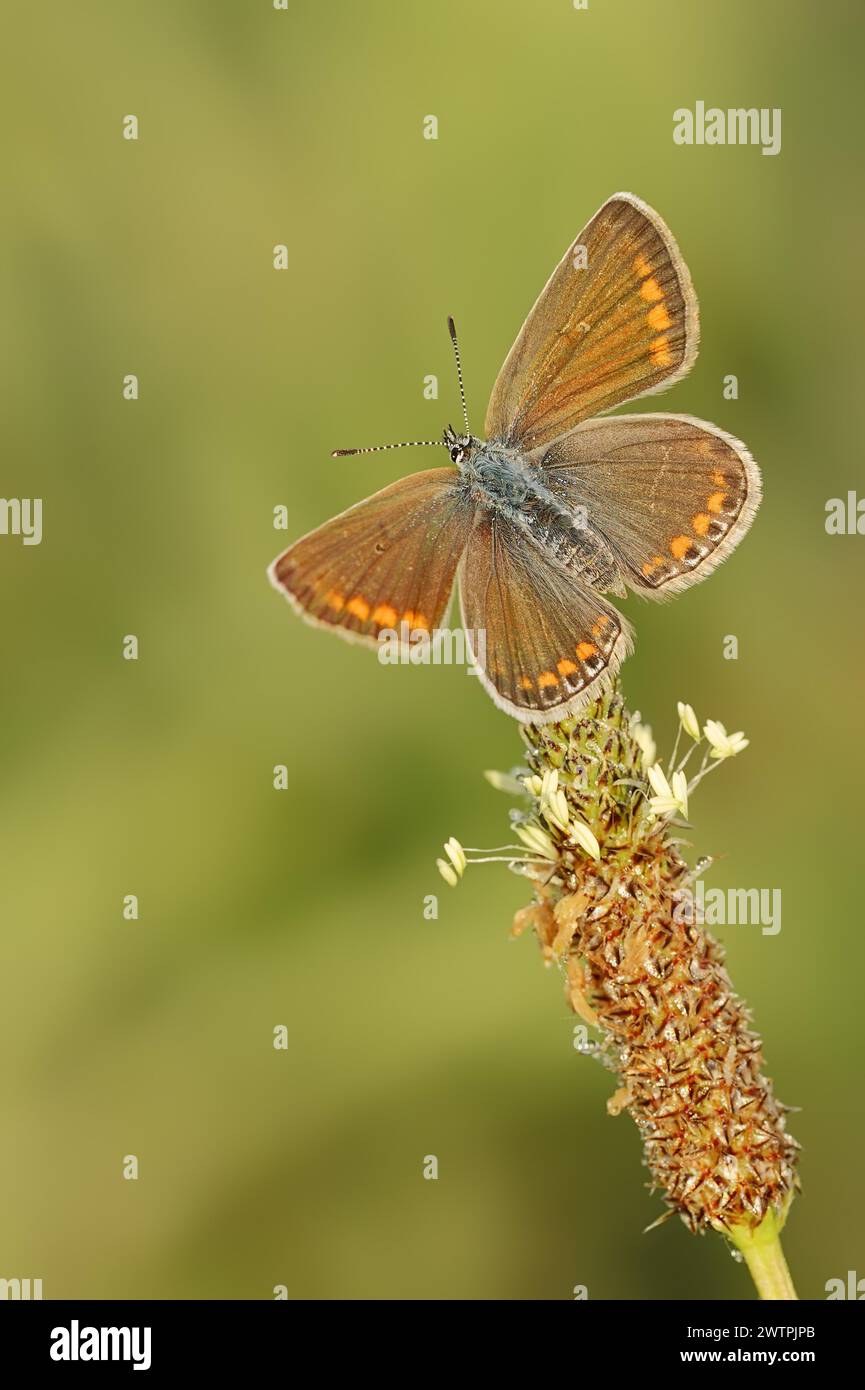 Common blue butterfly (Polyommatus icarus), female, Provence, southern ...