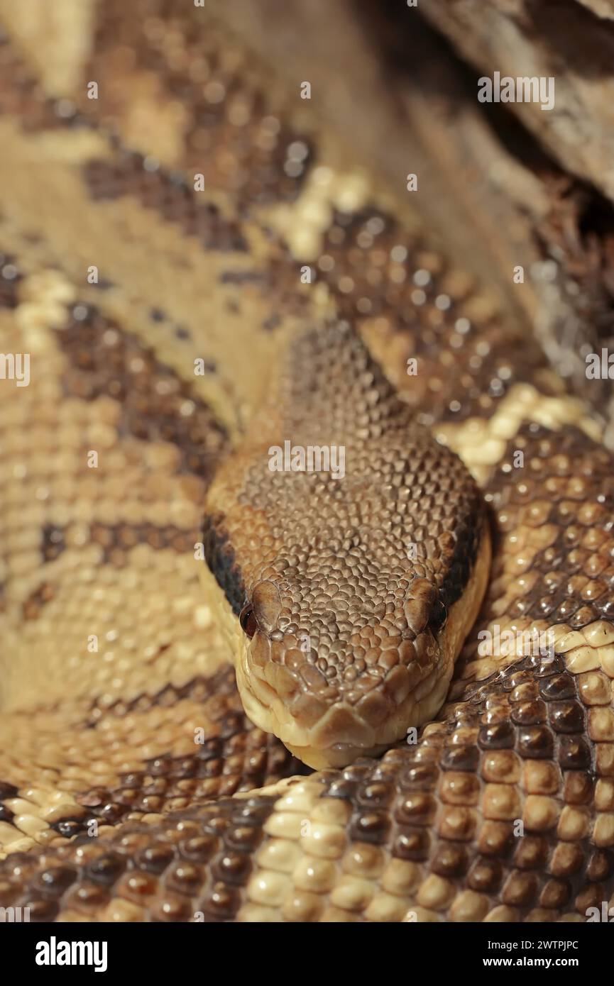 Lachesis genus hi-res stock photography and images - Alamy