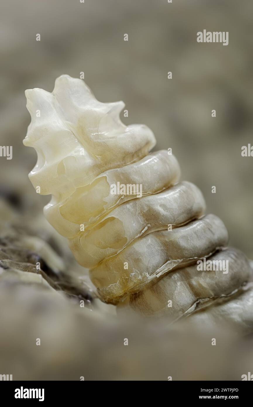 Mexican west coast rattlesnake (Crotalus basiliscus), rattle at the end ...
