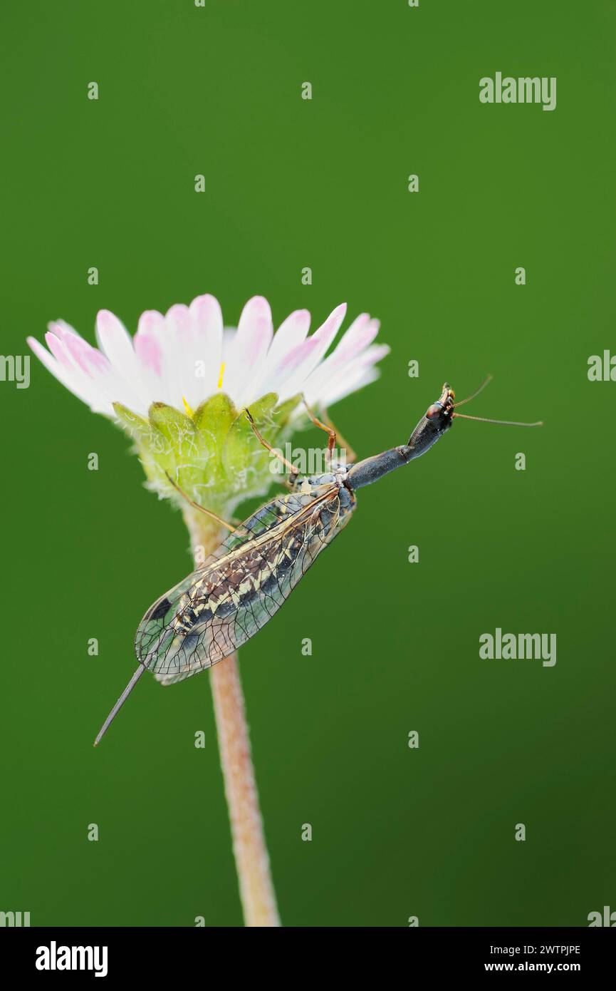 Camel-necked fly (Raphidia mediterranea), female on the flower of the ...