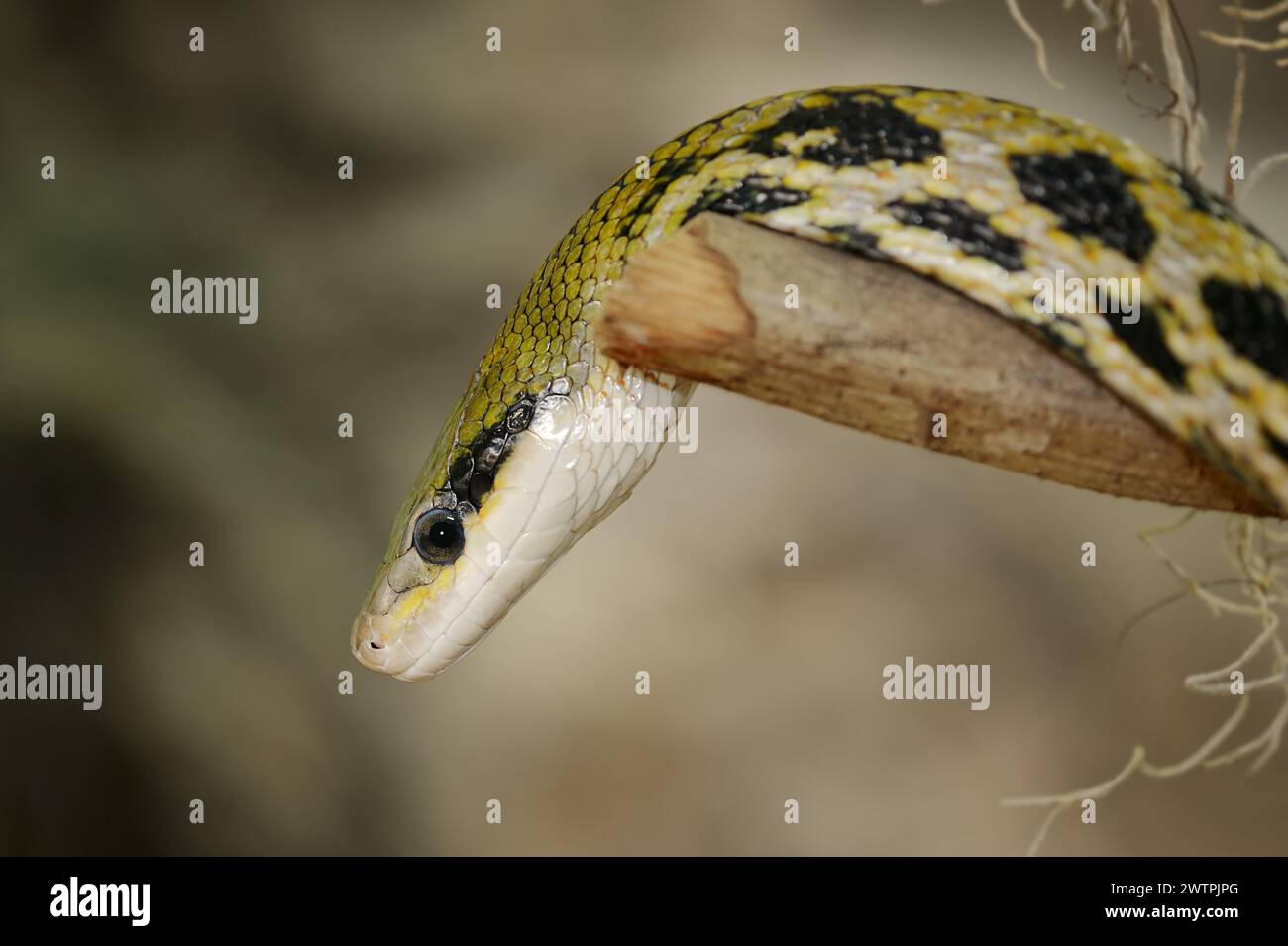 Taiwan beauty snake (Orthriophis taeniurus frisei, Elaphe taeniura ...