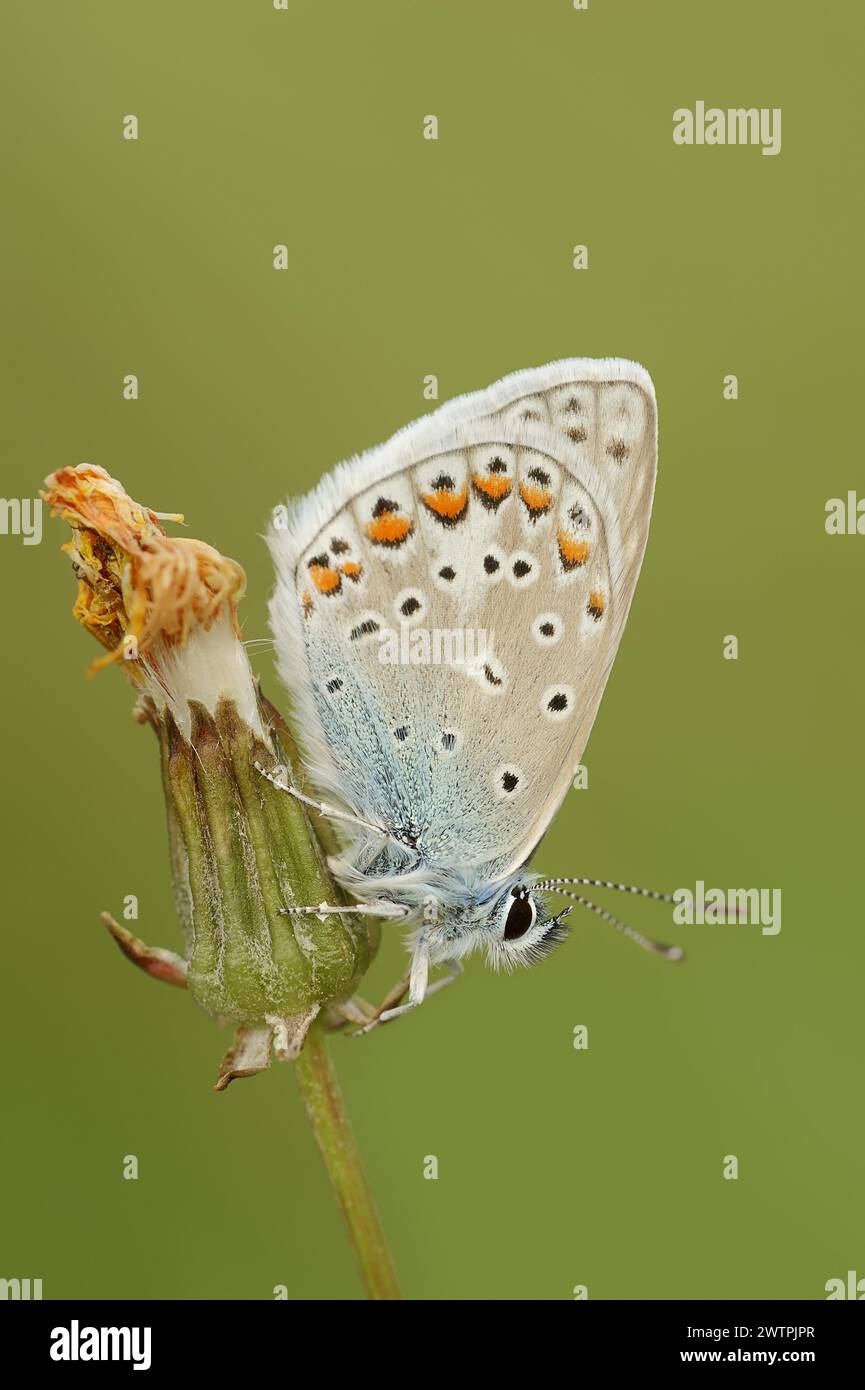 Common blue butterfly (Polyommatus icarus), male, Provence, southern ...
