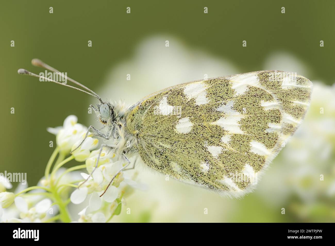 Pontia daplidice hi-res stock photography and images - Alamy