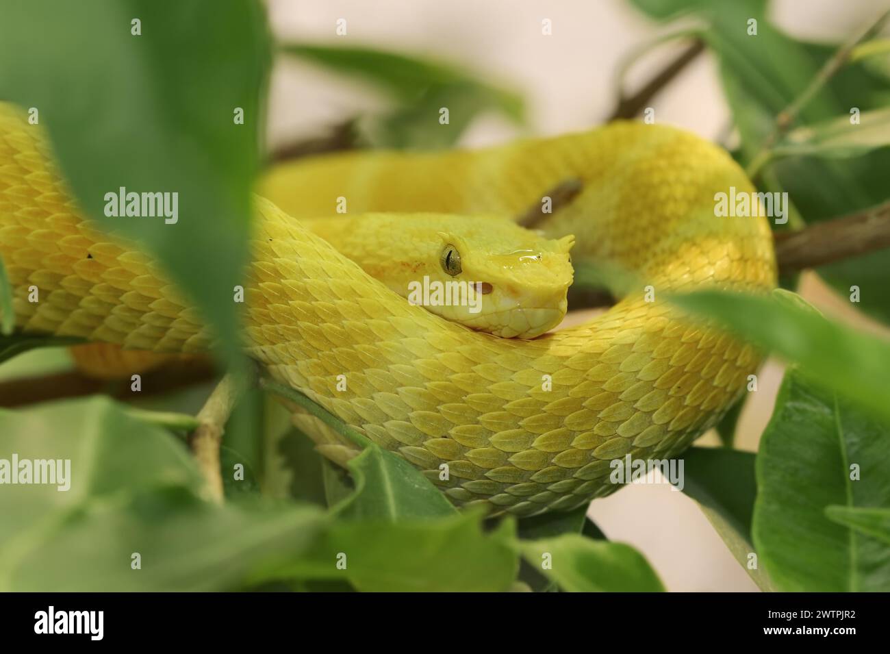 Griffin-tailed lance adder or eyelash pit viper (Bothriechis schlegelii ...