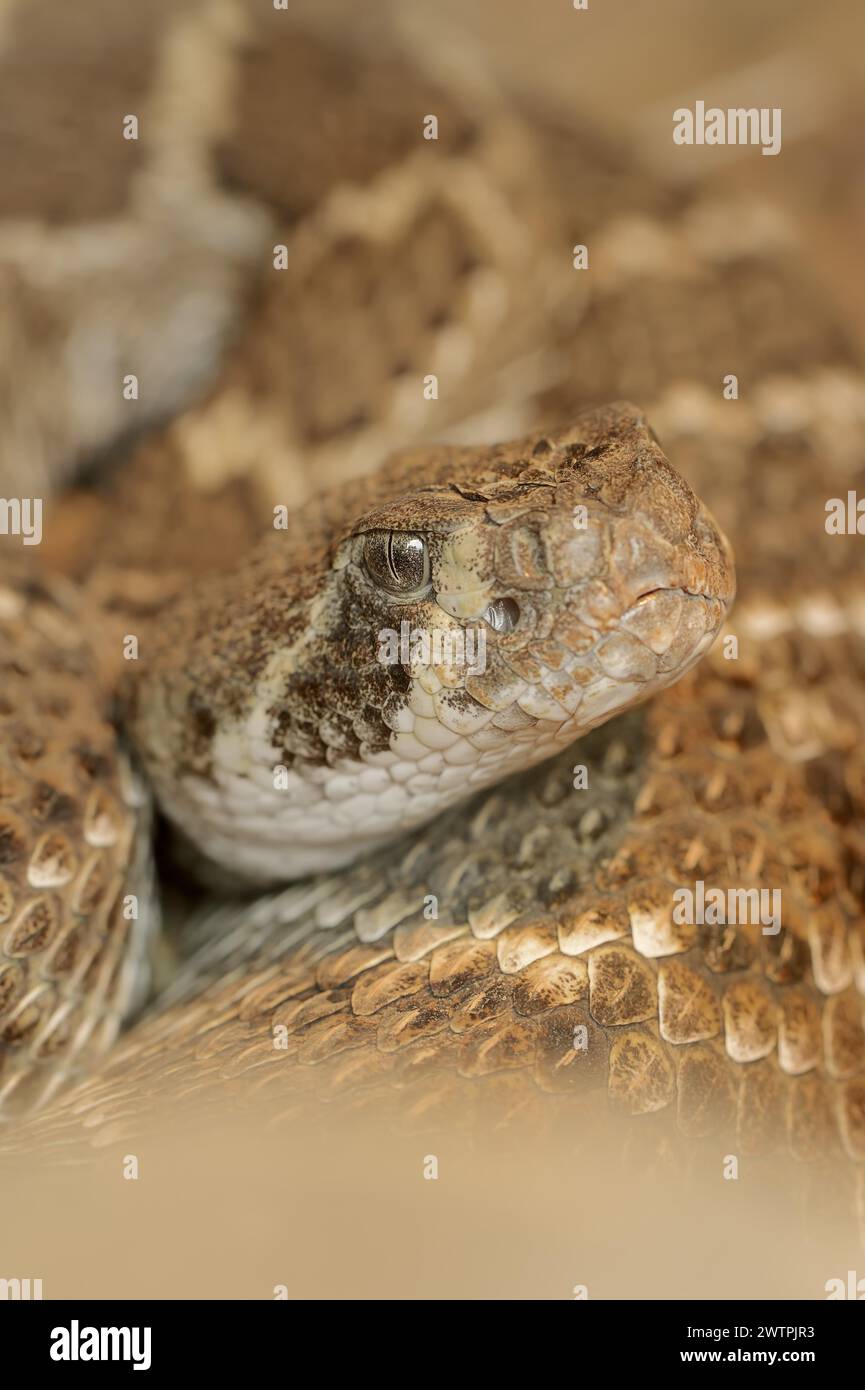 Texas rattlesnake or western diamondback rattlesnake (Crotalus atrox ...