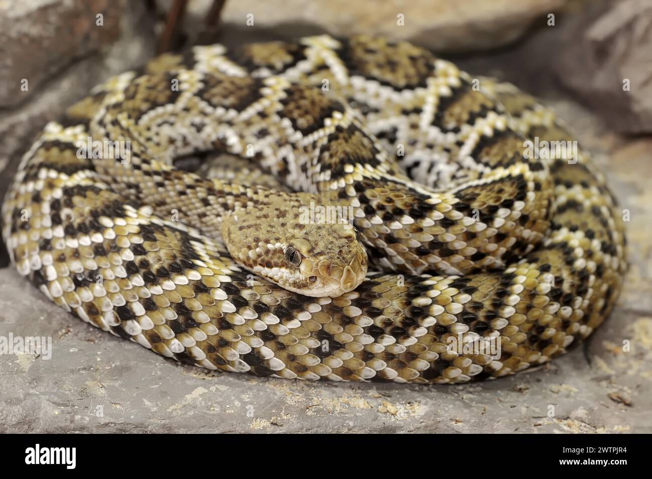 Mexican west coast rattlesnake (Crotalus basiliscus), juvenile, captive ...