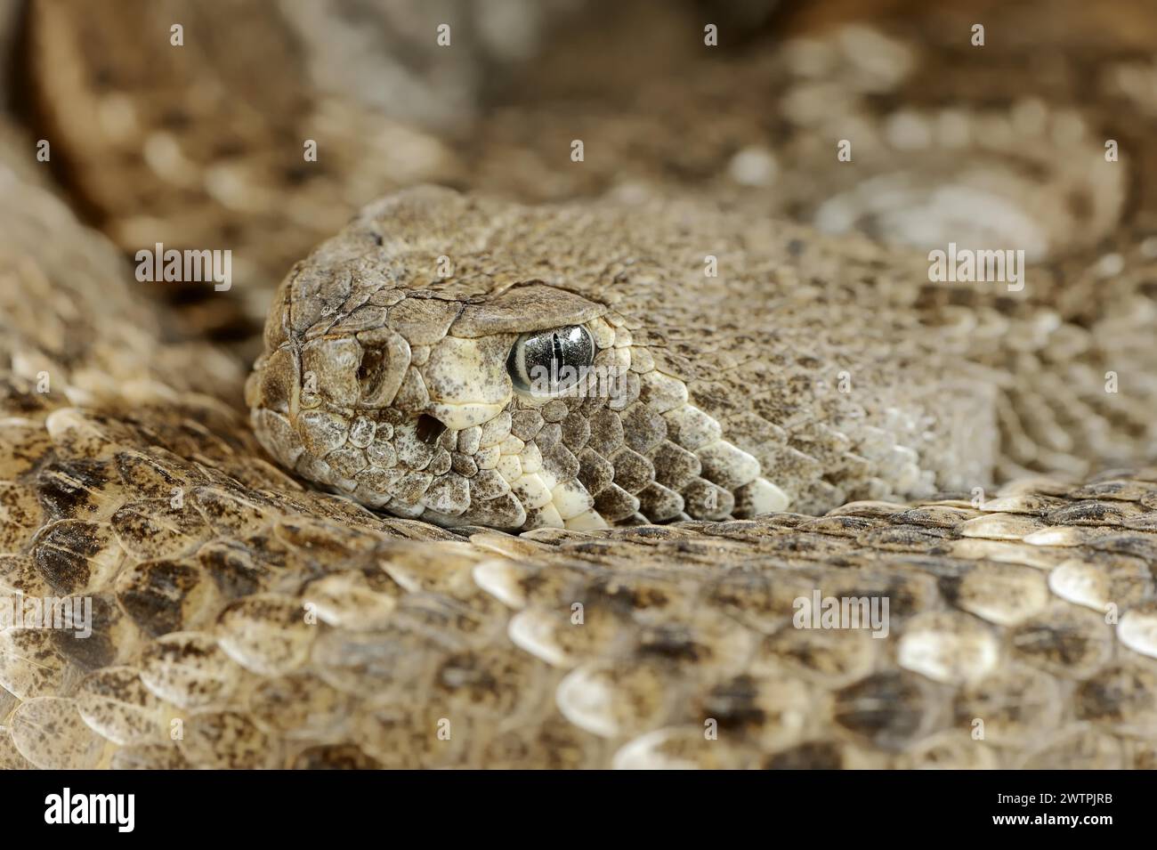 Texas rattlesnake or western diamondback rattlesnake (Crotalus atrox ...
