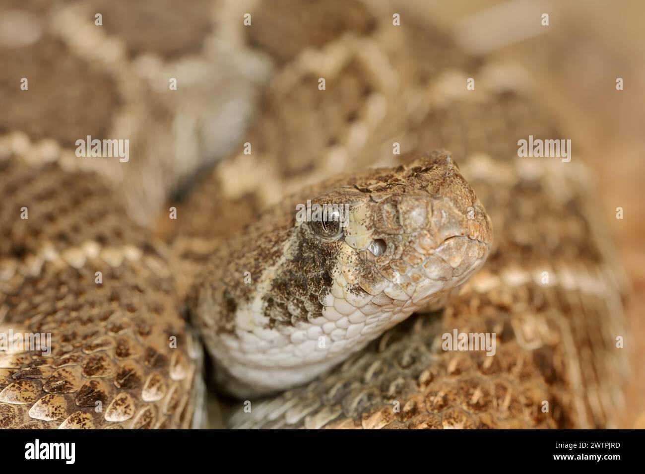 Texas rattlesnake or western diamondback rattlesnake (Crotalus atrox ...
