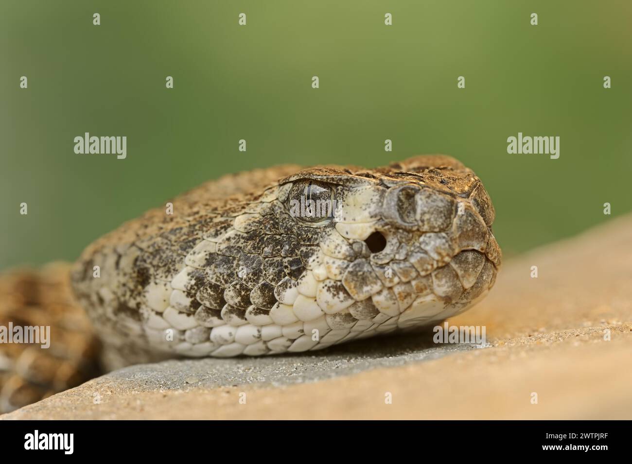 Texas rattlesnake or western diamondback rattlesnake (Crotalus atrox ...