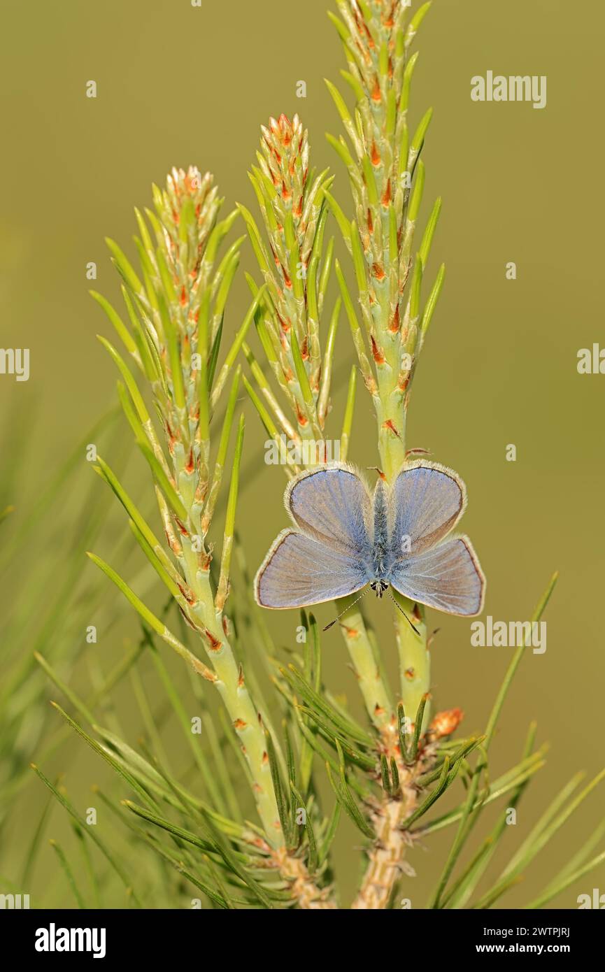 Common blue butterfly (Polyommatus icarus), male, Provence, southern ...