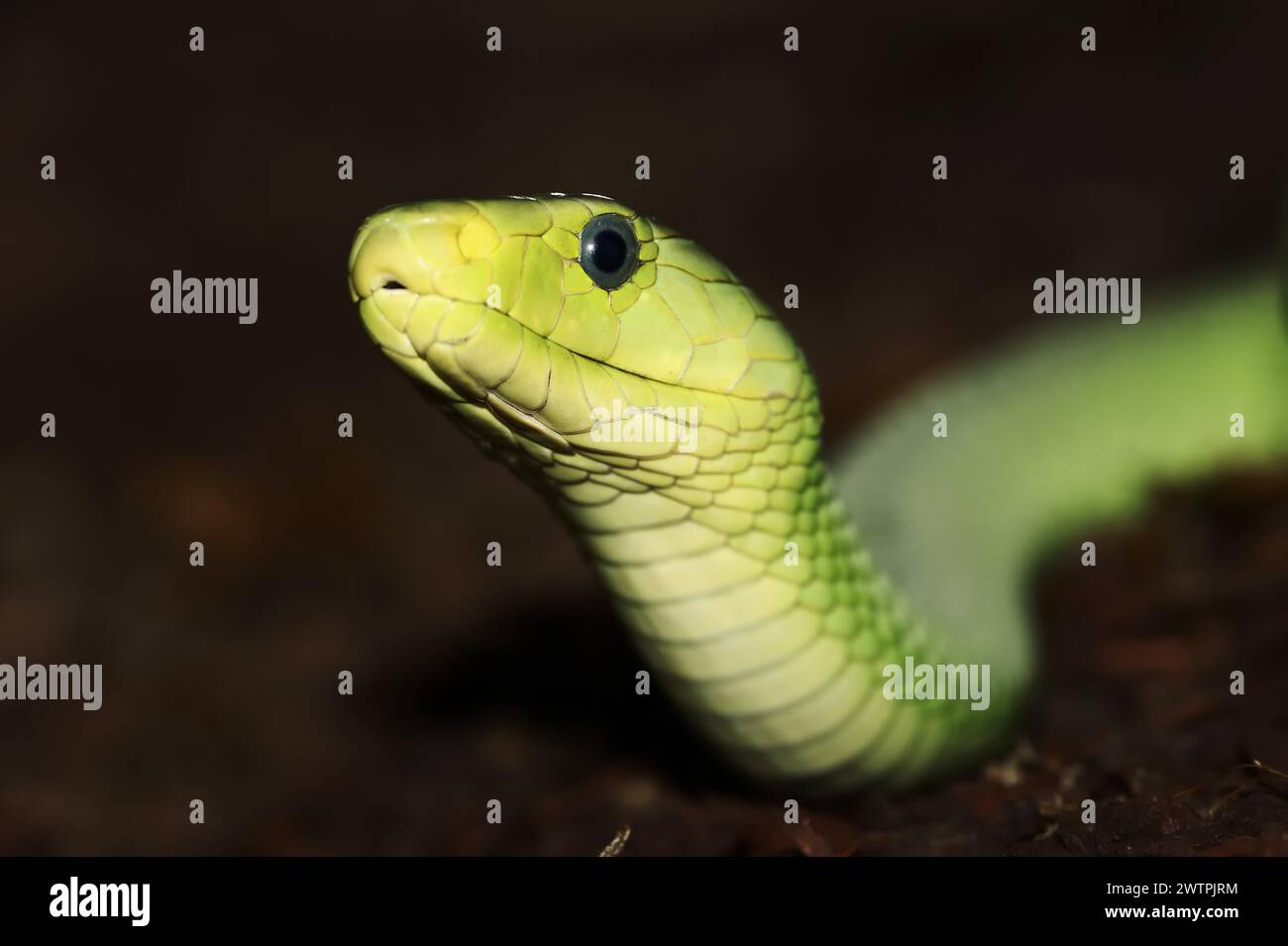 Common mamba (Dendroaspis angusticeps), captive, occurring in Africa ...
