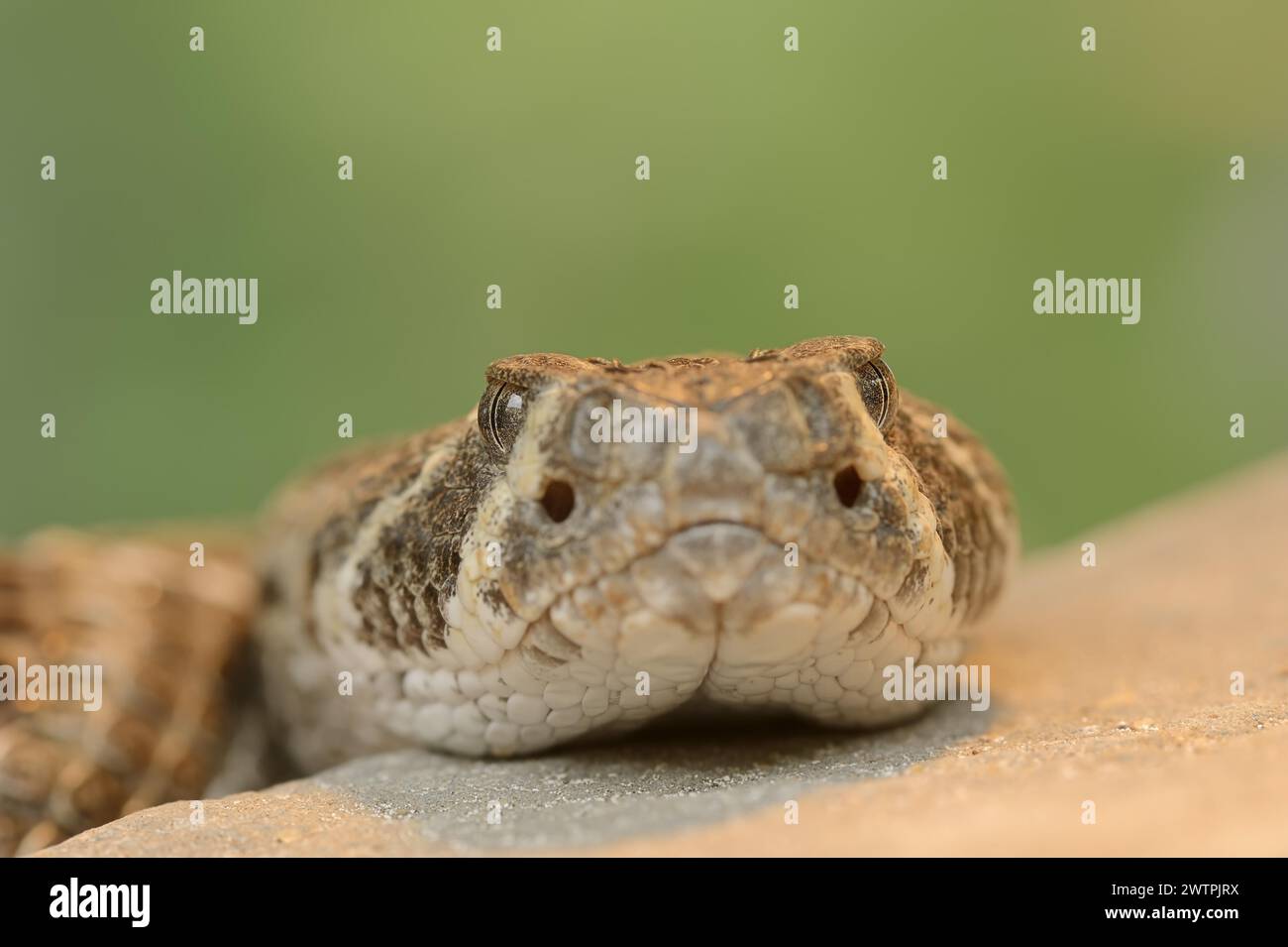 Texas rattlesnake or western diamondback rattlesnake (Crotalus atrox ...