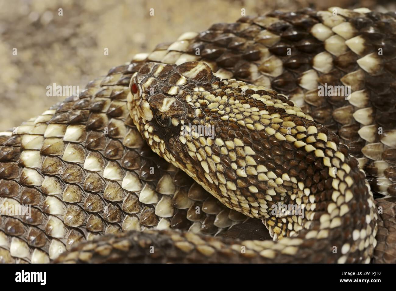 Shiver rattlesnake or cascabel rattlesnake (Crotalus durissus), captive ...