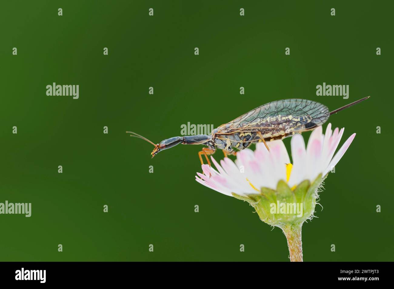 Camel-necked fly (Raphidia mediterranea), female on the flower of the ...