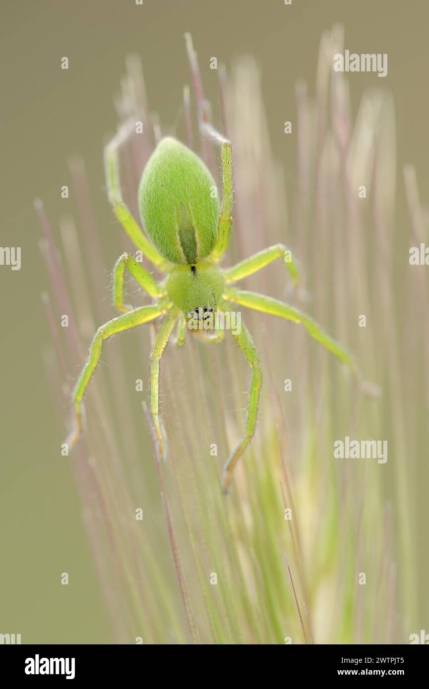 Female green huntsman spider hi-res stock photography and images - Alamy