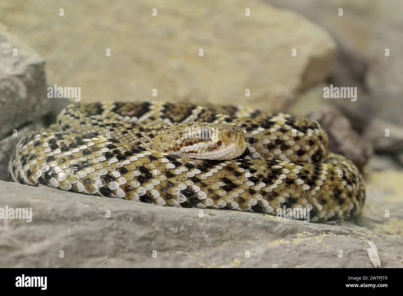 Mexican west coast rattlesnake (Crotalus basiliscus), juvenile, captive ...