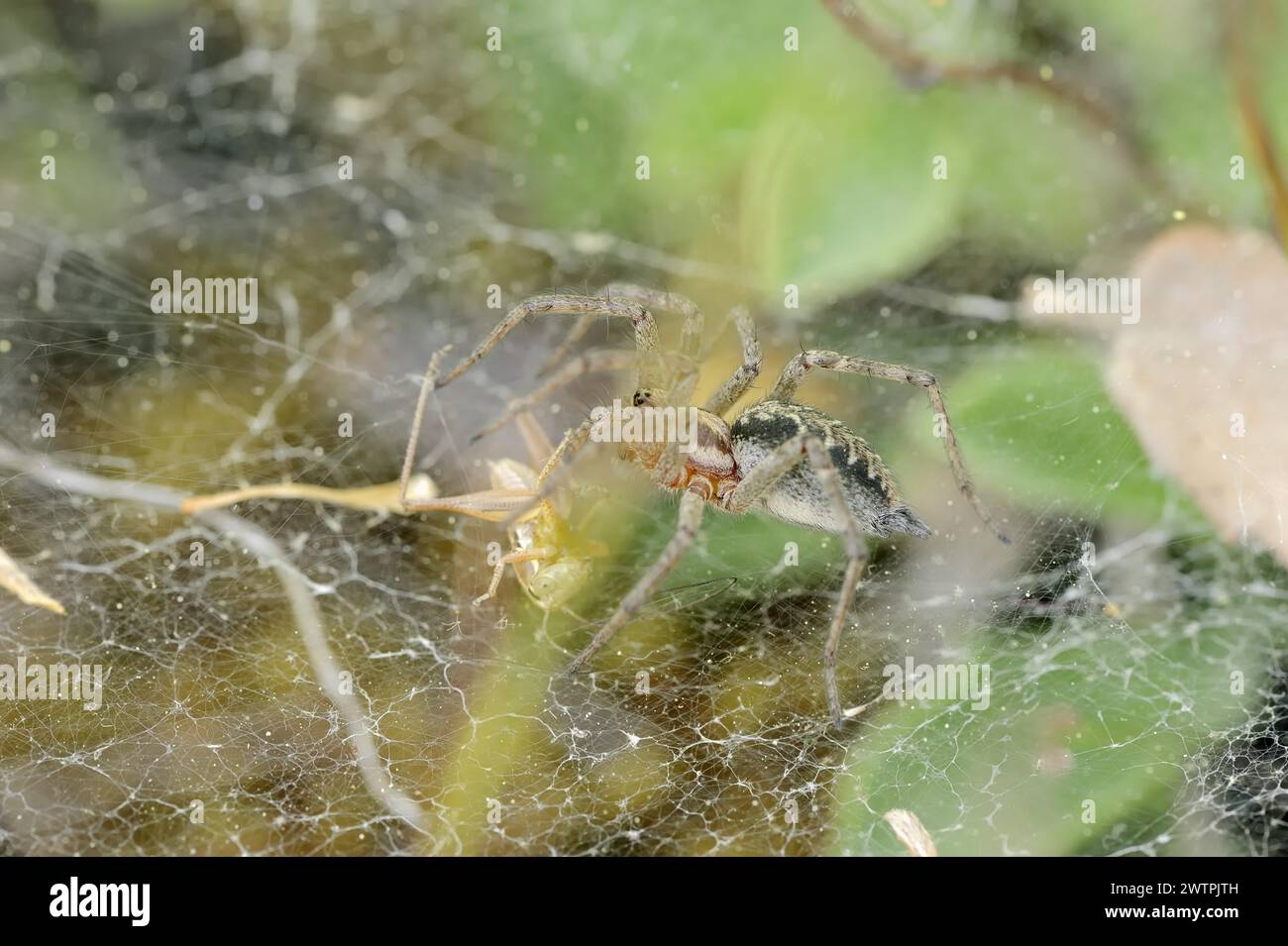 Common labyrinth spider (Agelena labyrinthica), female in web, Provence ...