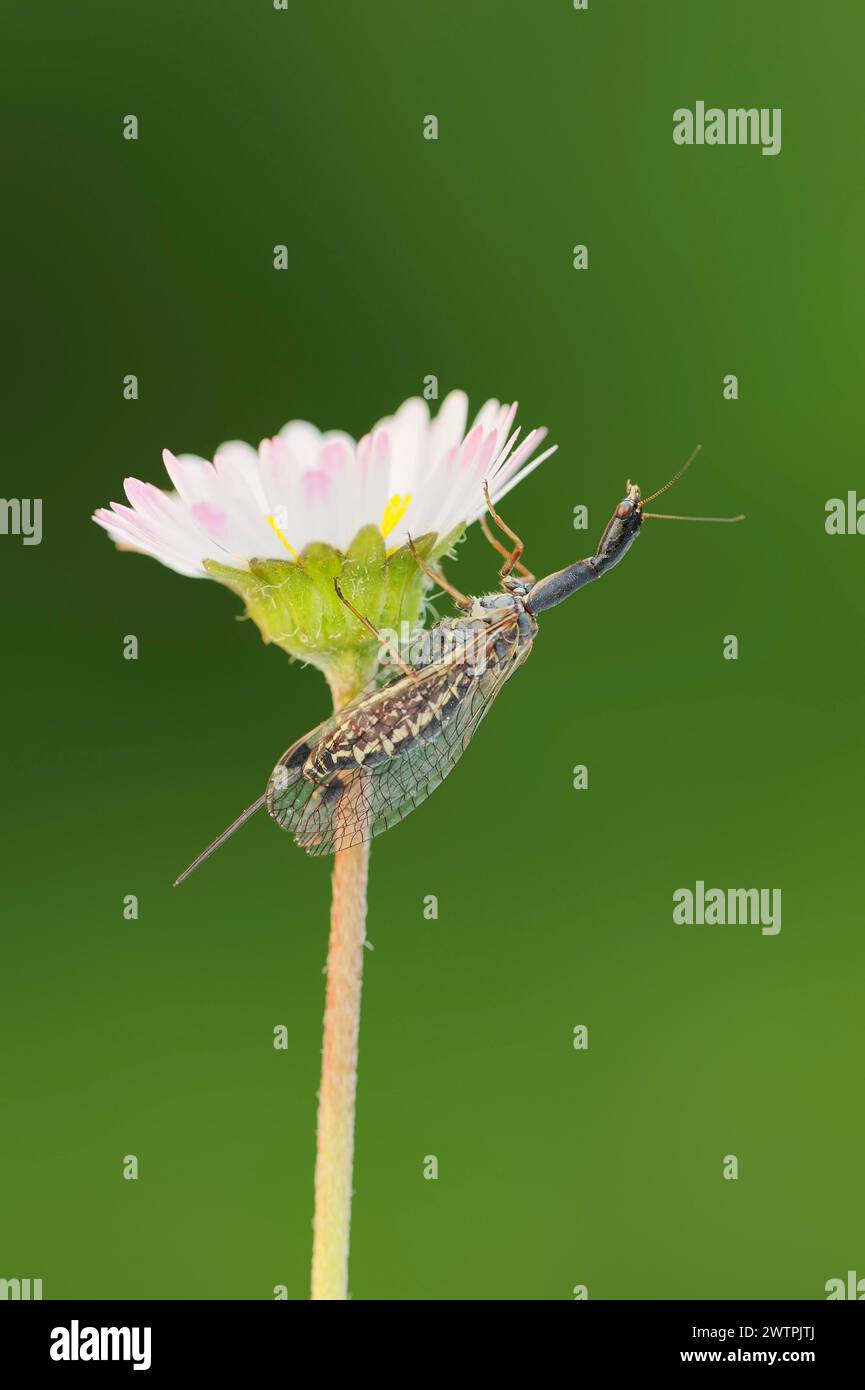 Camel-necked fly (Raphidia mediterranea), female on the flower of the ...
