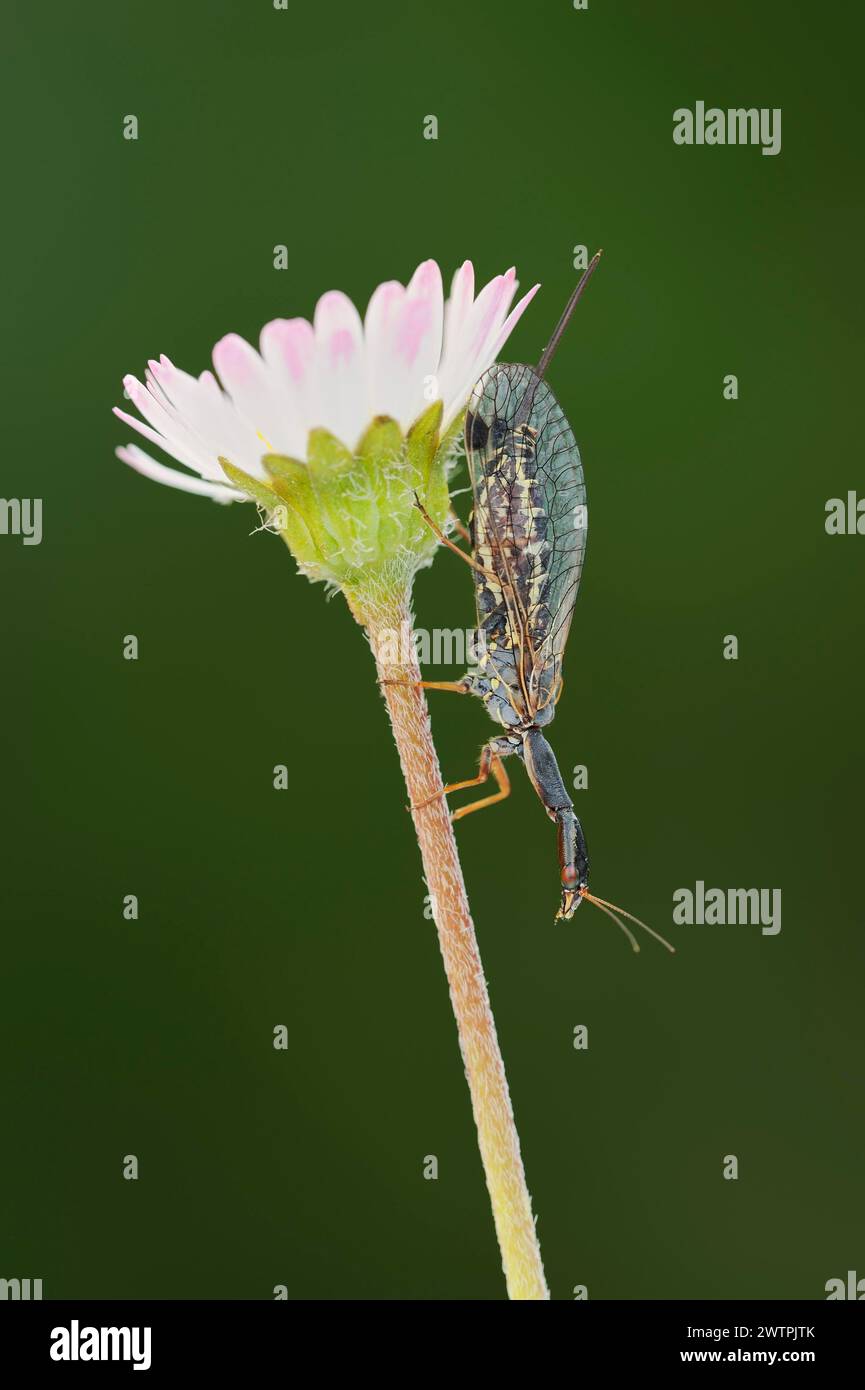 Camel-necked fly (Raphidia mediterranea), female on the flower of the ...