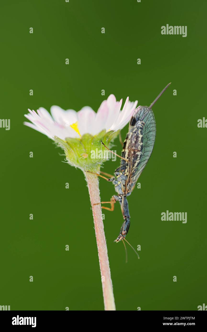 Camel-necked fly (Raphidia mediterranea), female on the flower of the ...