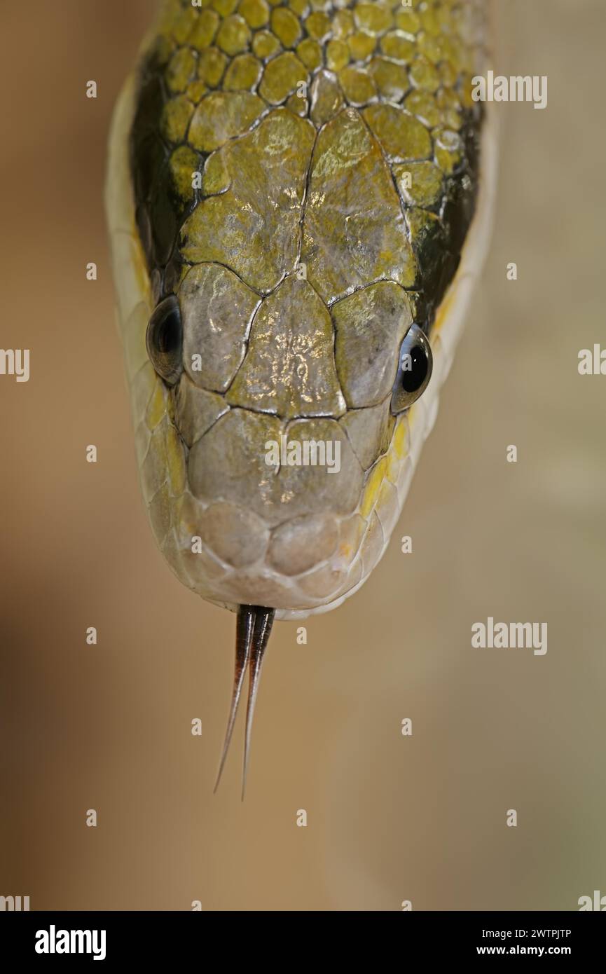 Taiwan beauty snake (Orthriophis taeniurus frisei, Elaphe taeniura ...