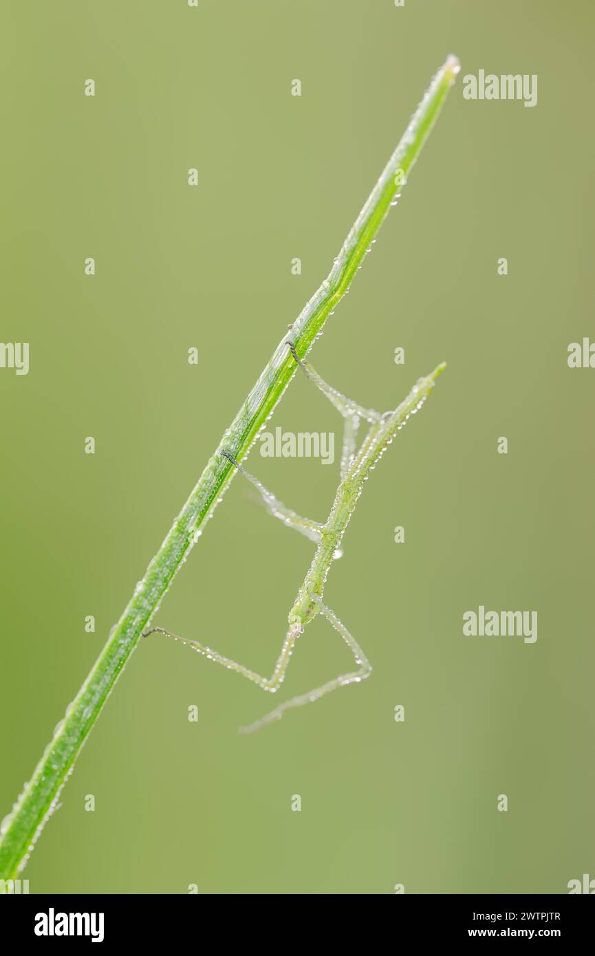 Mediterranean stick insect (Bacillus rossius), nymph with dewdrops ...