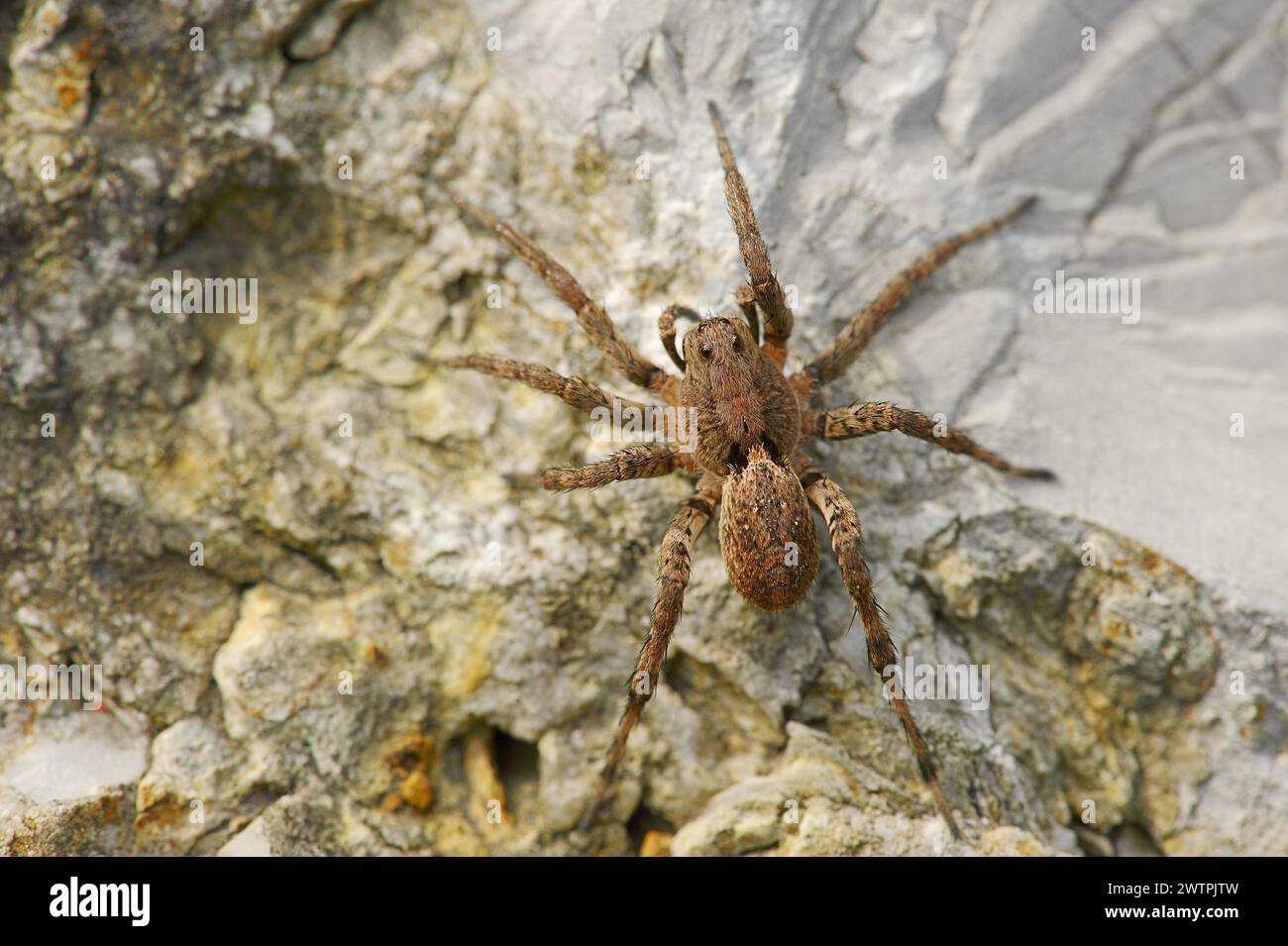 False tarantula or wolf spider (Alopecosa farinosa), female, Provence ...