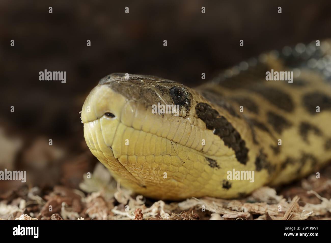 Common anaconda (Eunectes murinus), captive, occurring in South America ...