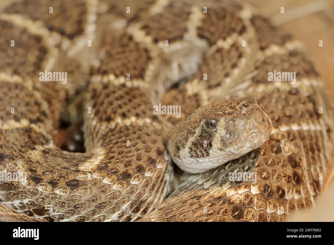 Texas rattlesnake or western diamondback rattlesnake (Crotalus atrox ...