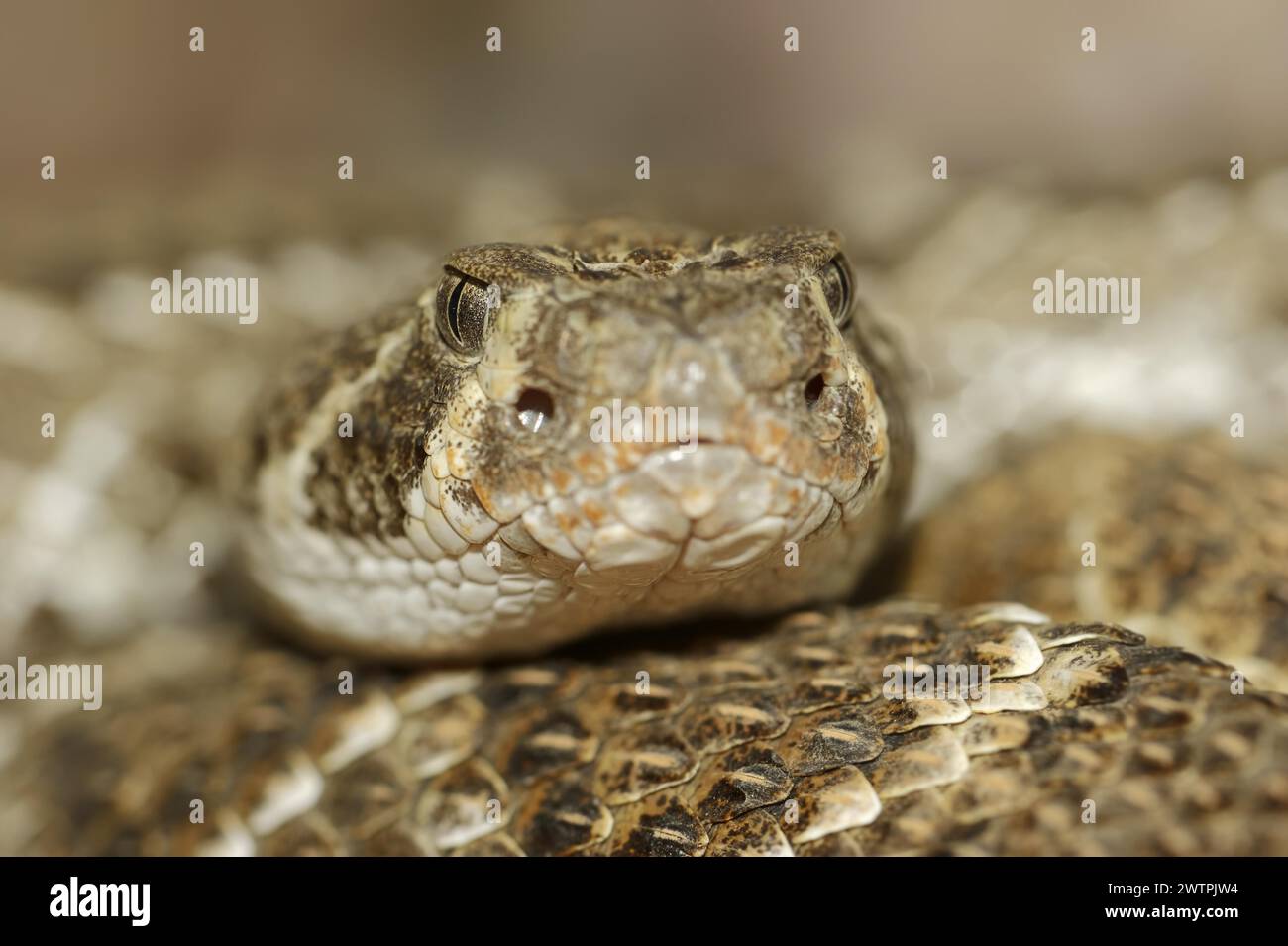 Texas rattlesnake or western diamondback rattlesnake (Crotalus atrox ...