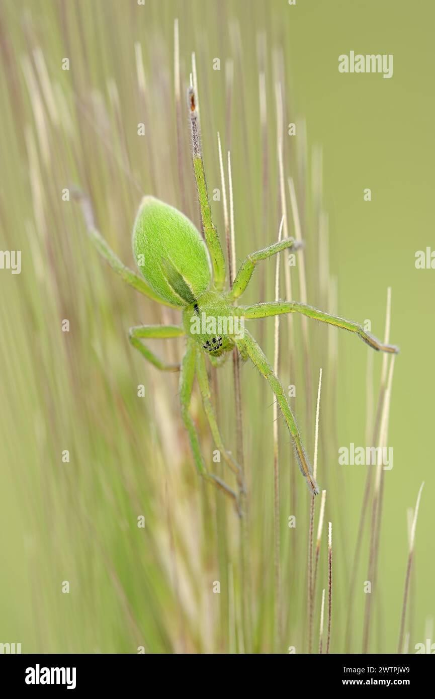 Green huntsman spider (Micrommata virescens), female, Provence ...