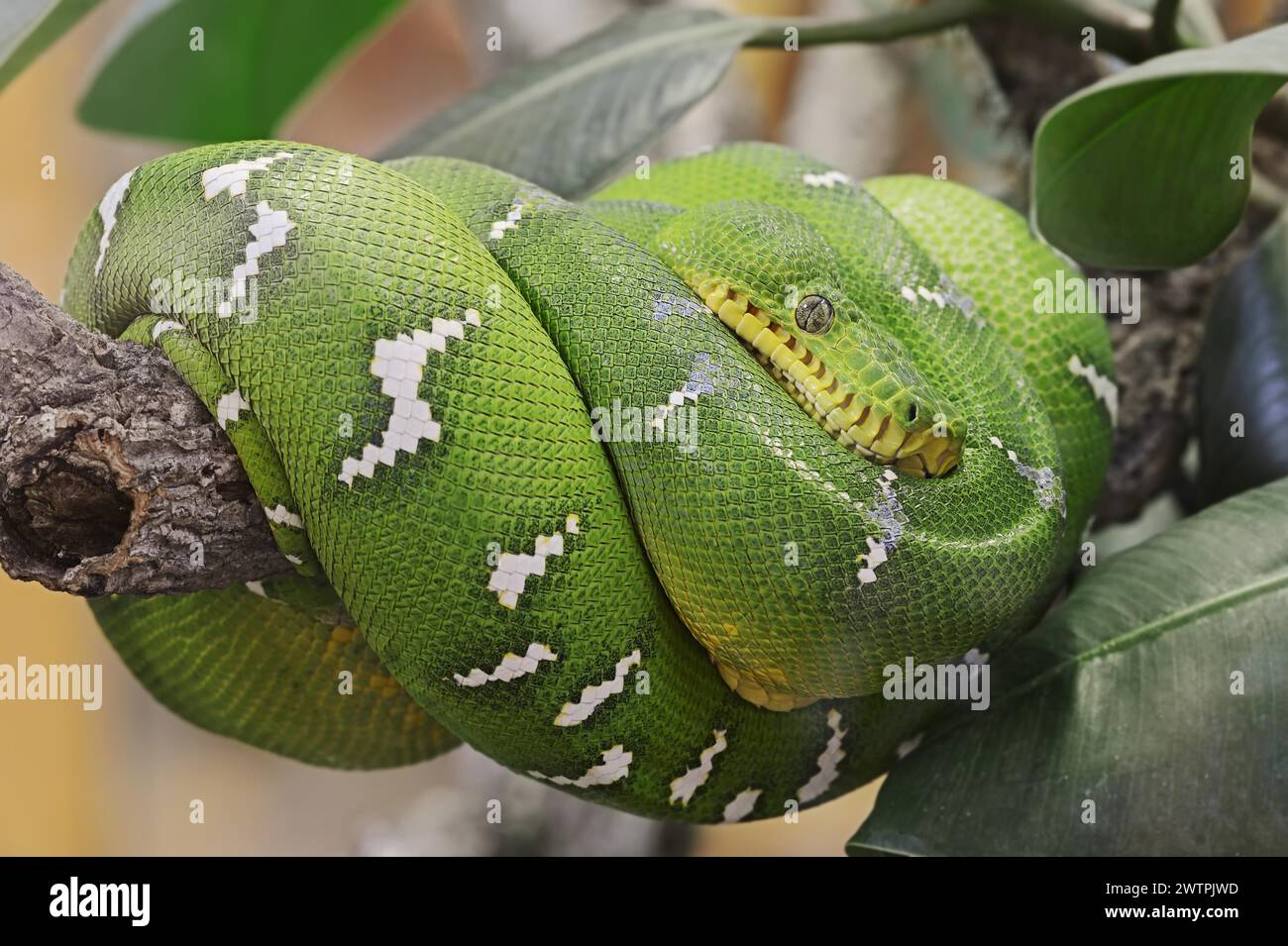Emerald green tree boa (Corallus caninus), captive, occurrence in South ...