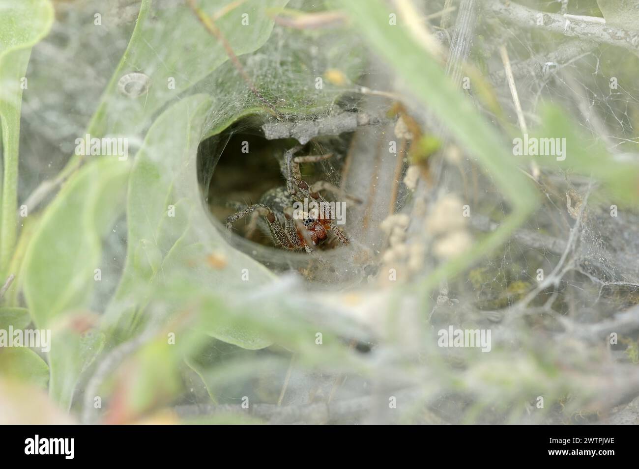 Common labyrinth spider (Agelena labyrinthica), female in web, Provence ...