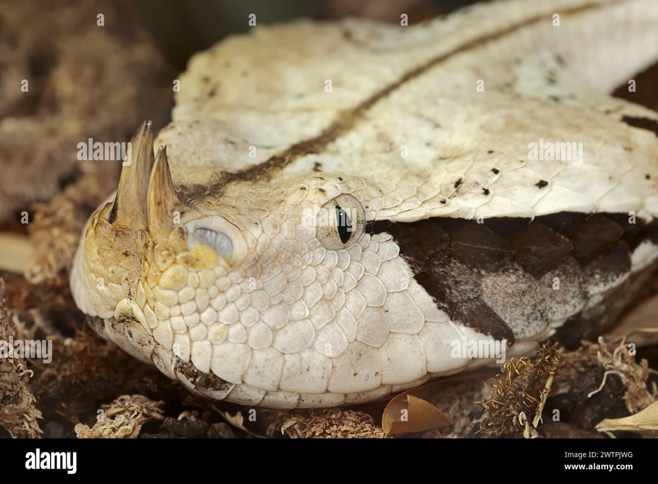 Western Gabon viper or Gabon viper (Bitis gabonica rhinoceros), captive ...