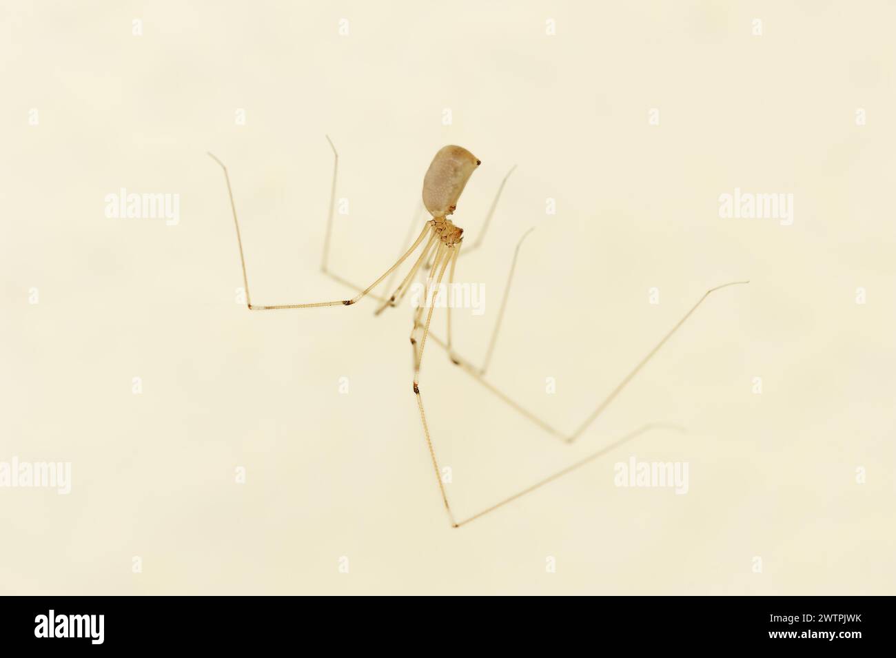 Long-legged cellar spider (Pholcus phalangioides), North Rhine ...
