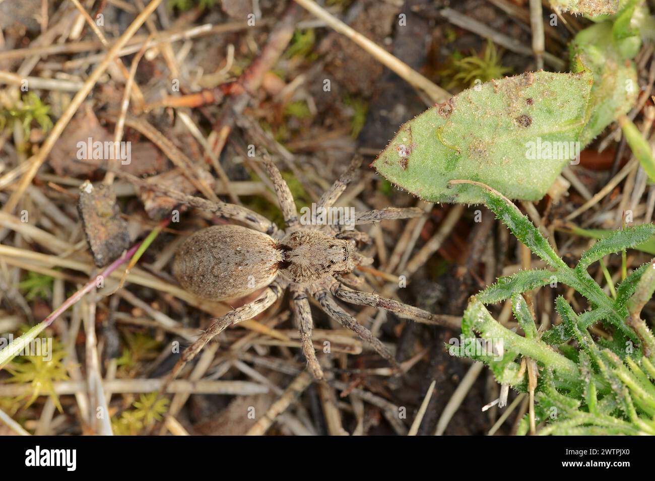 False tarantula or wolf spider (Alopecosa farinosa), female, Provence ...